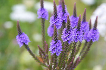 Discovering the Vervain Plant, Part 1 - Mother Earth Living